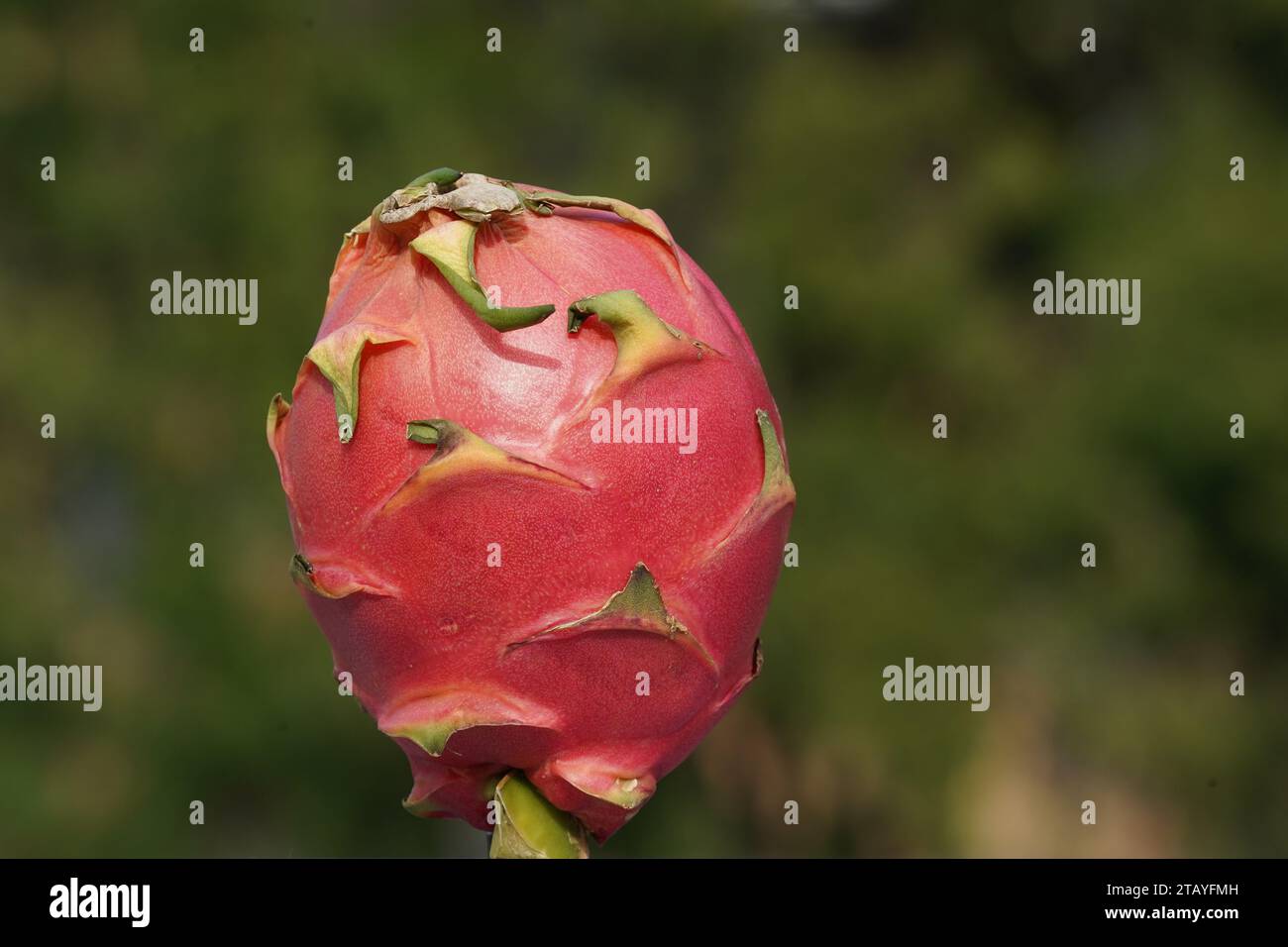 Dietary fruit hi-res stock photography and images - Alamy