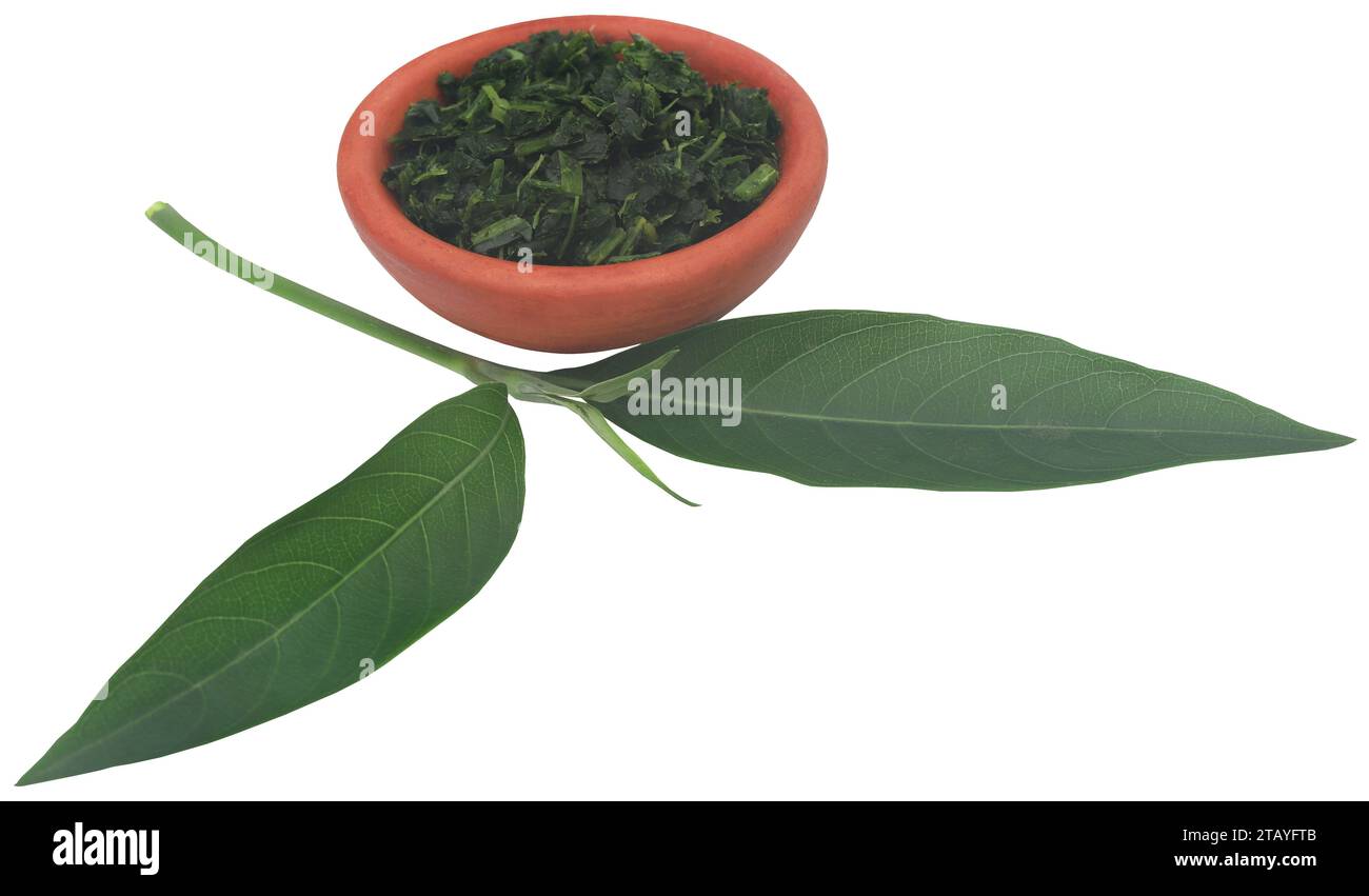 Ayurvedic Vasica leaves with crushed ones in a clay pottery Stock Photo ...