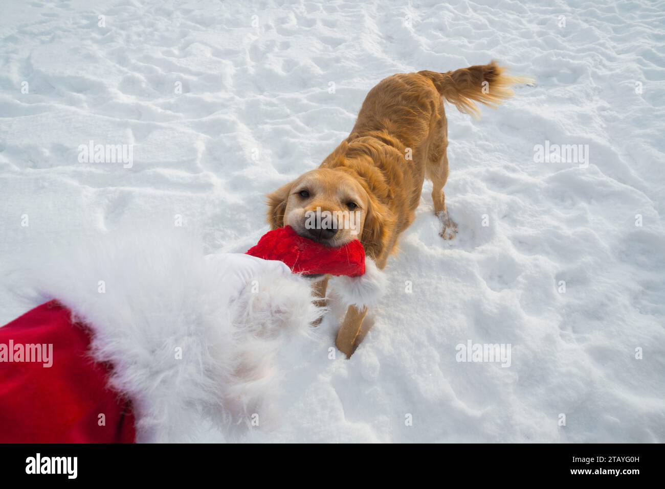 Santa Claus trying to get his hat back from a Golden Retriever dog ...