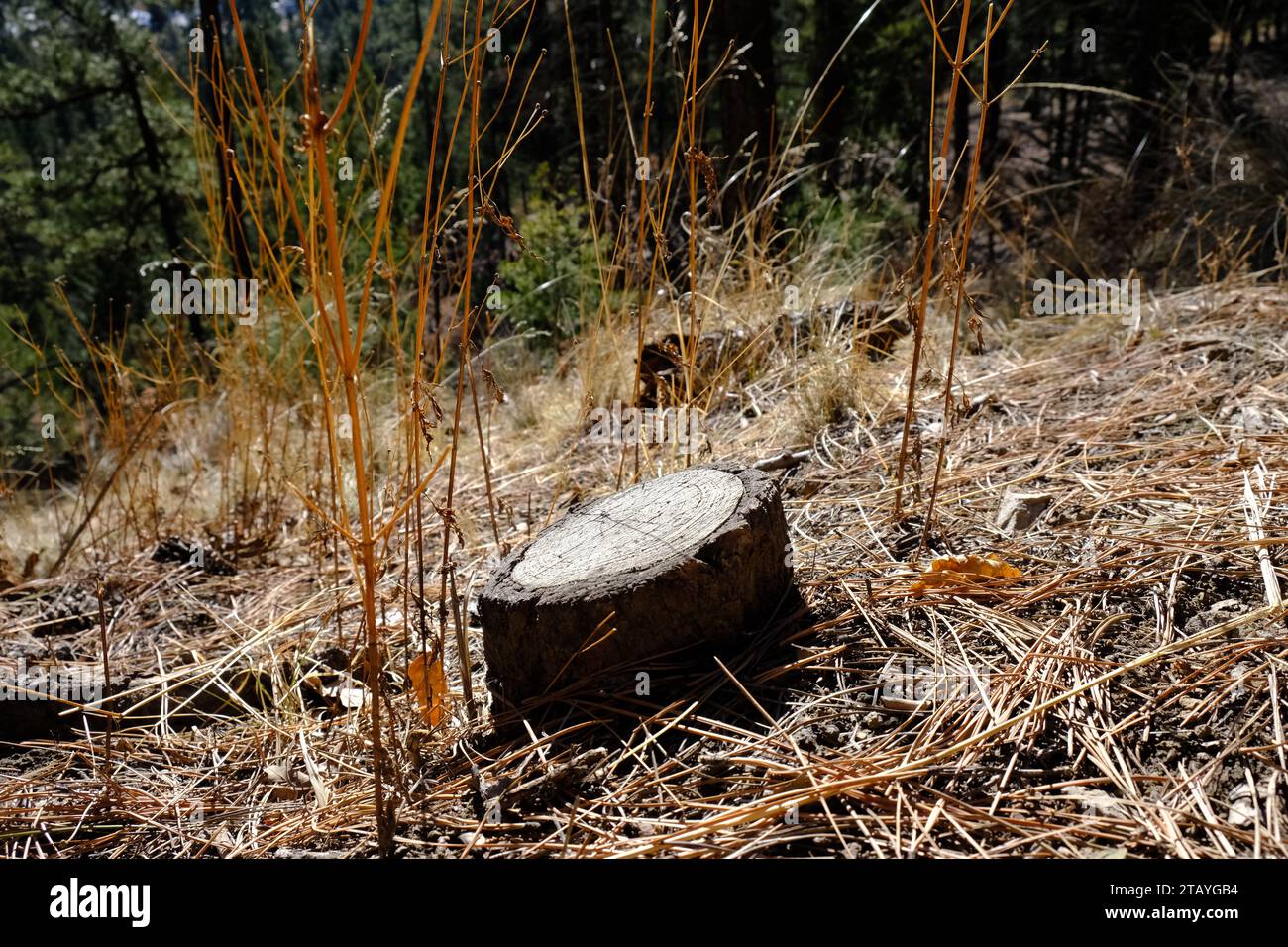 This is from a series of photos that I shot at the Grindstone Lake Loop ...