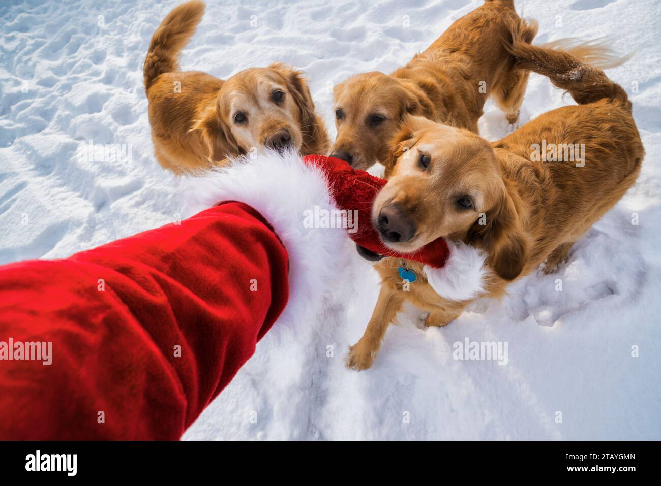 Christmas golden retriever santa claus hi-res stock photography and ...
