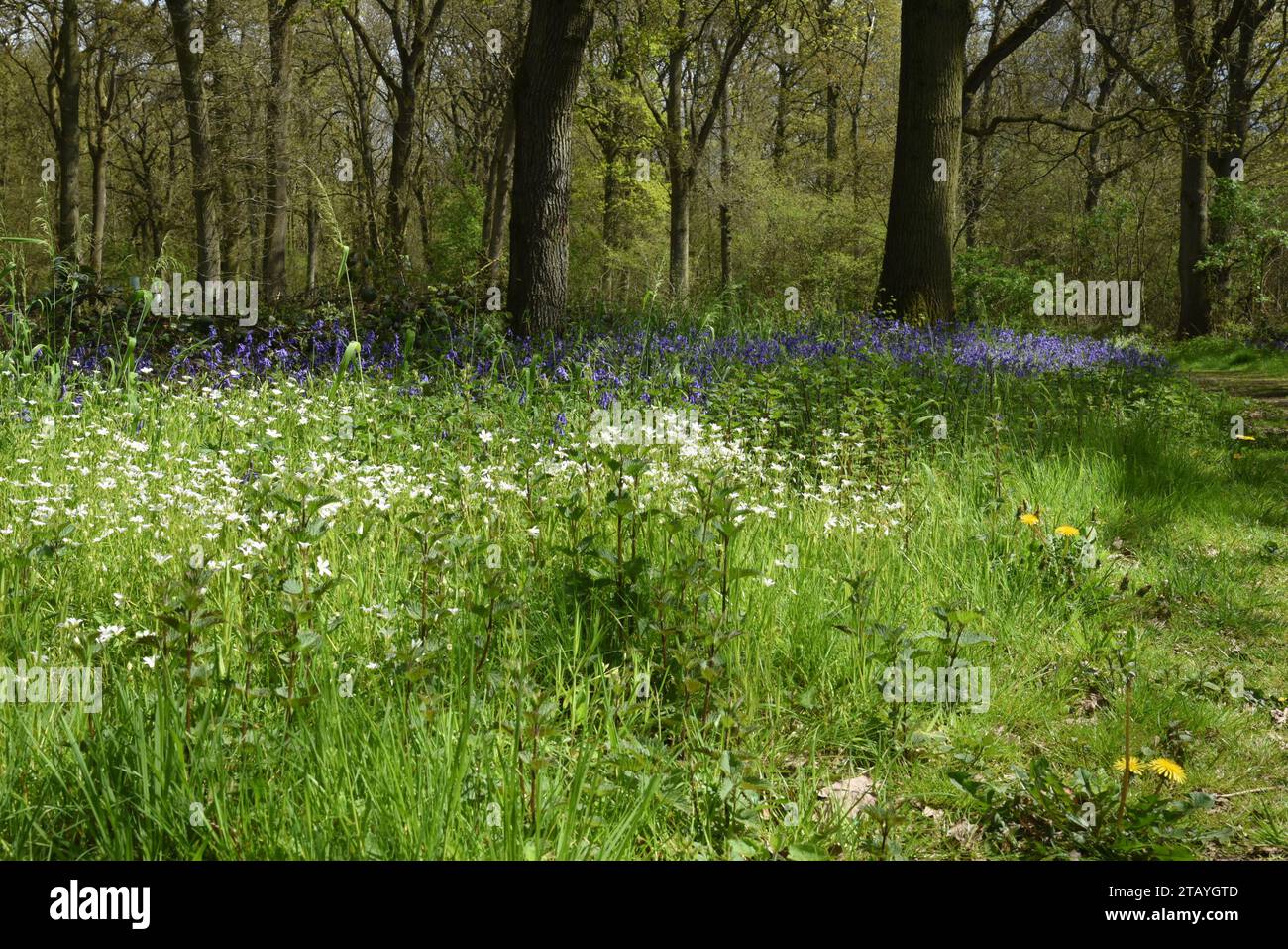 The Glade In the Forest Stock Photo - Alamy