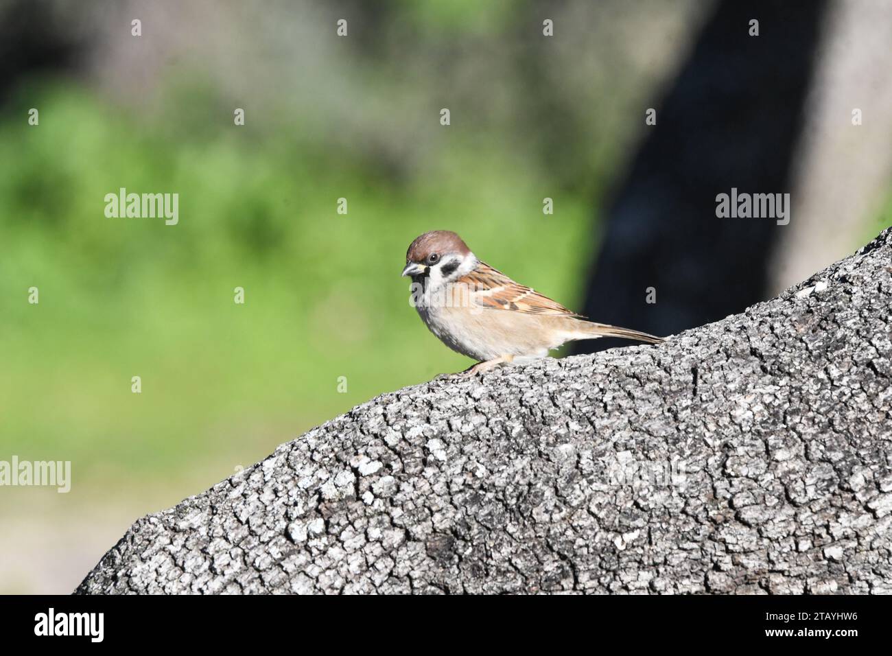 Old world passerine bird hi-res stock photography and images - Alamy