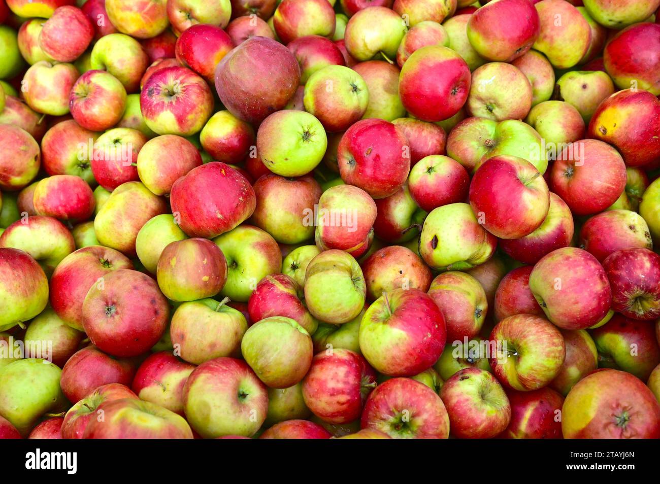 Apple plantation in the Altes Land south of the Elbe west of Hamburg ...