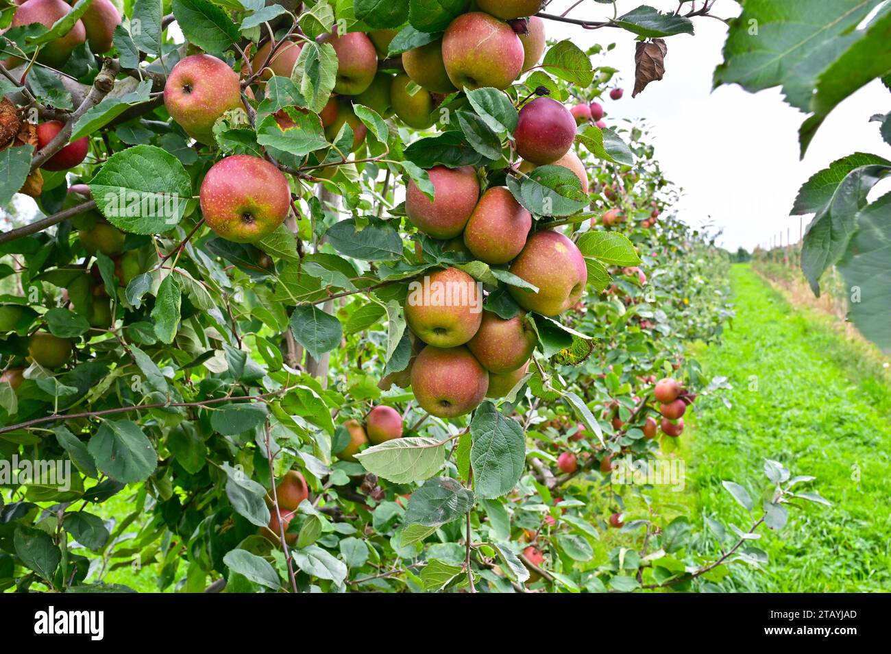 Apple plantation in the Altes Land south of the Elbe west of Hamburg ...