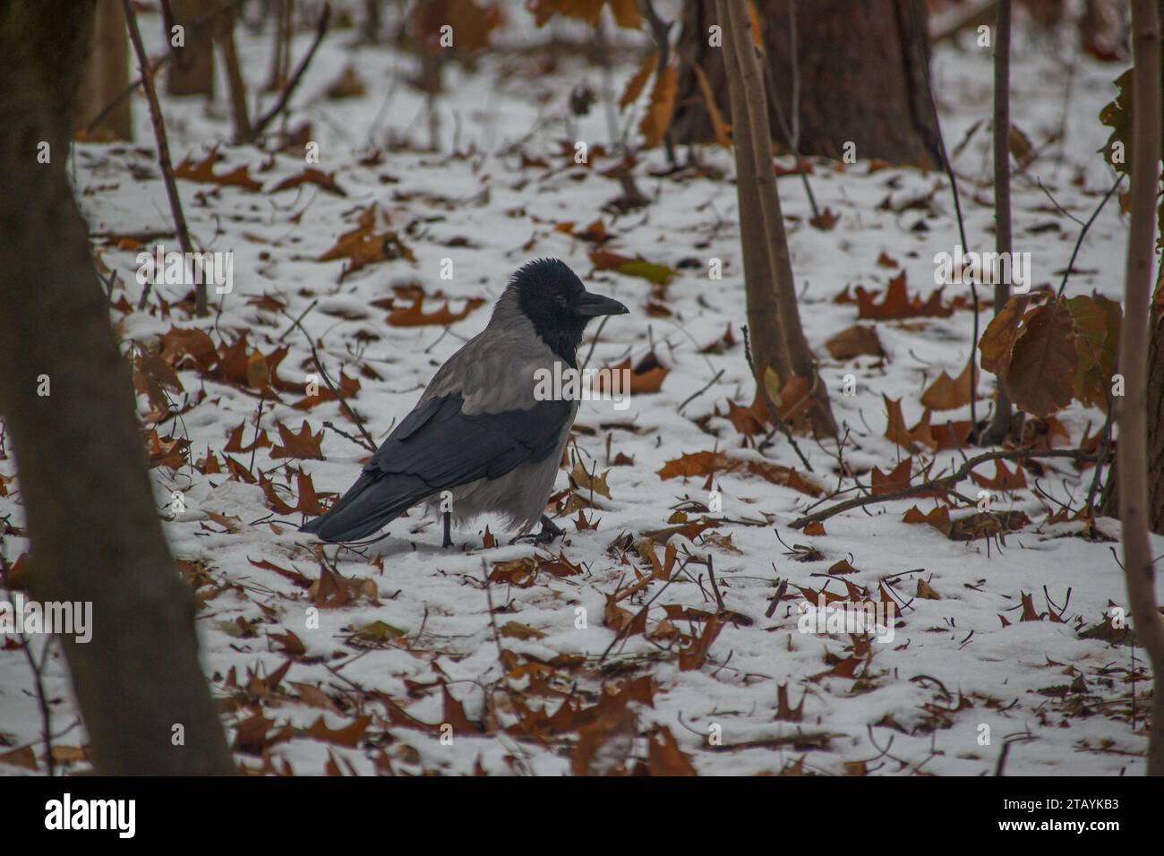 A crow on snow in a forest Stock Photo - Alamy