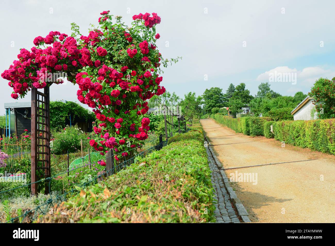 Red roses on fence hi-res stock photography and images - Alamy