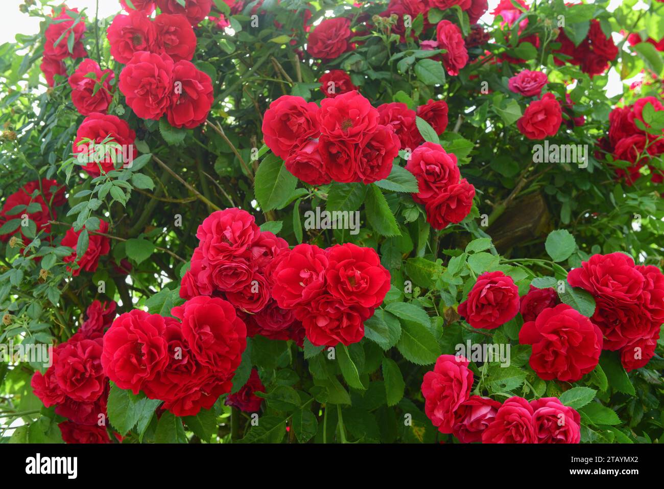 Beautiful red roses blooming in village, closeup Stock Photo - Alamy