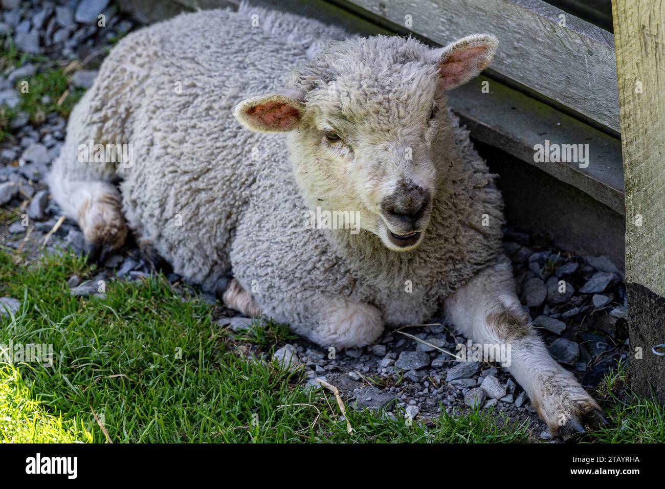 Sheep resting in the shade at Walter Peak High Country Farm Stock Photo - Alamy