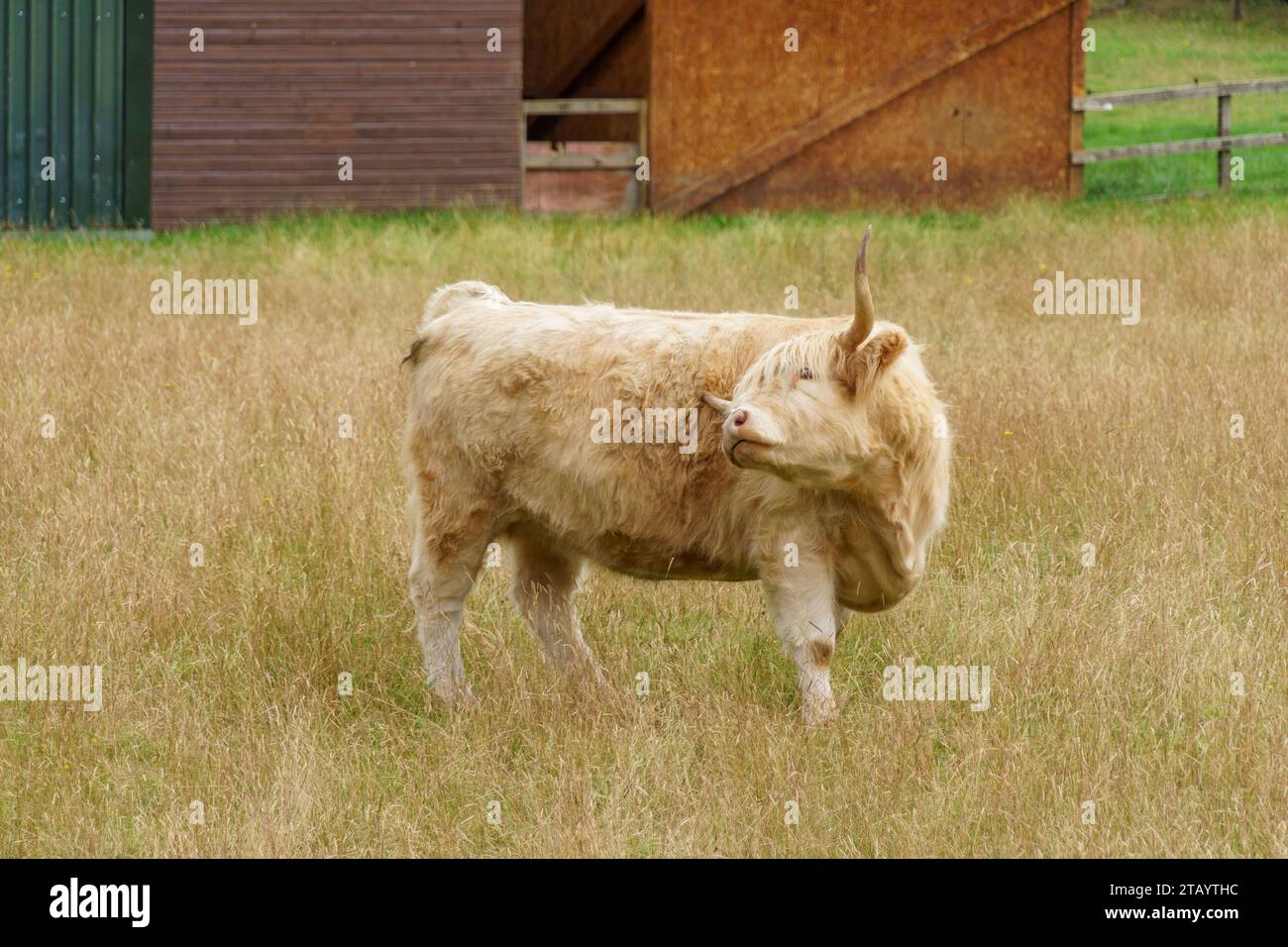 A light brown Scottish highland cow scratching an itch with it's horns ...