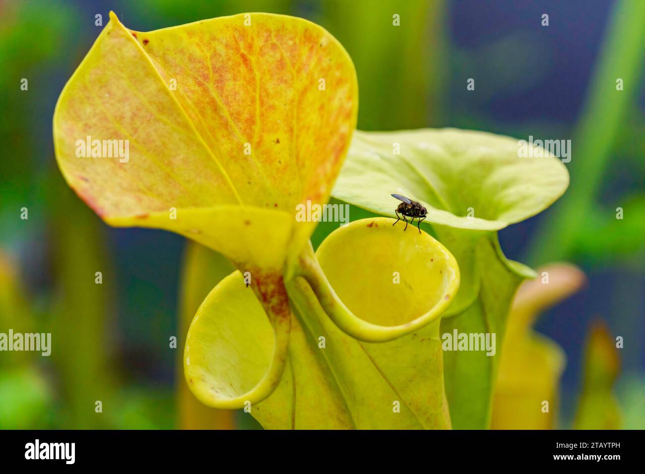 Pitfall trap hi-res stock photography and images - Alamy
