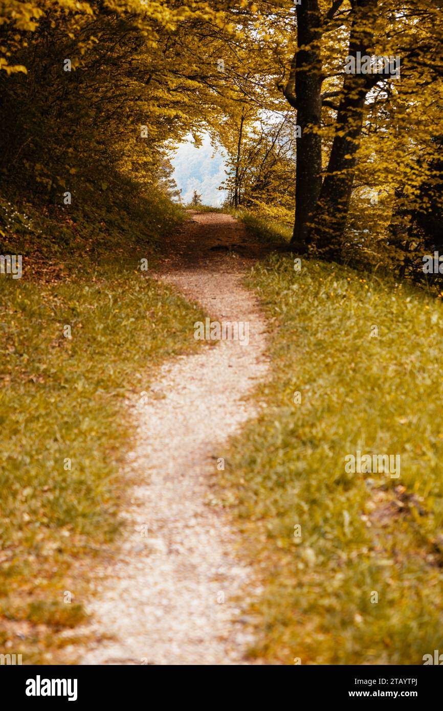 Autumn forest landscape with path autumn leaves and warm light ...