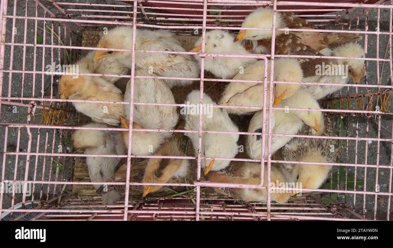 Crowded cage of chickens hi-res stock photography and images - Alamy