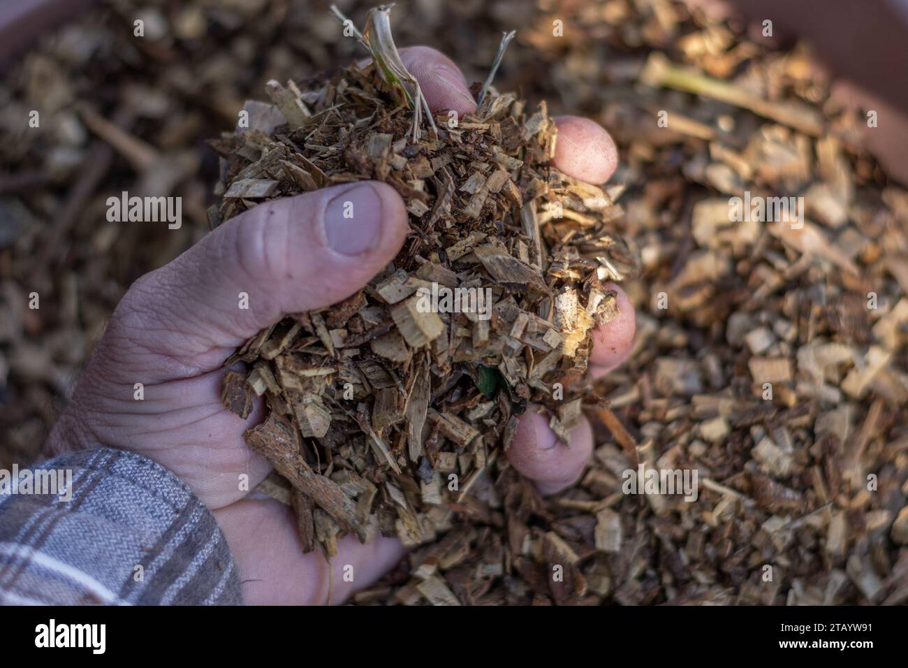 Ecological fertilizer. Chips of pruning remains, ready to use as mulch ...