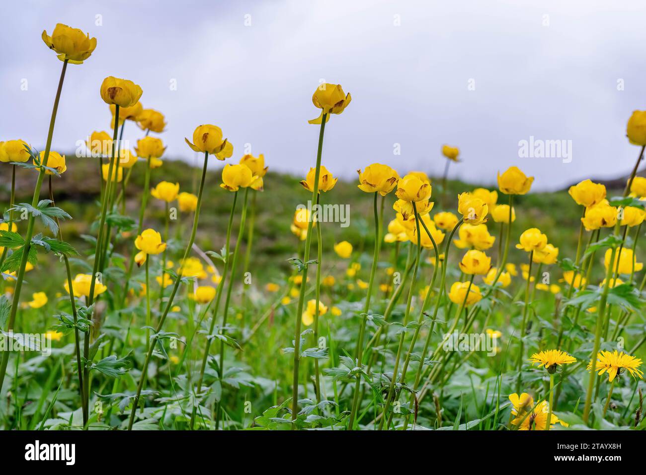 Wild beautiful globeflowers (Trollius europaeus) growing at high ...