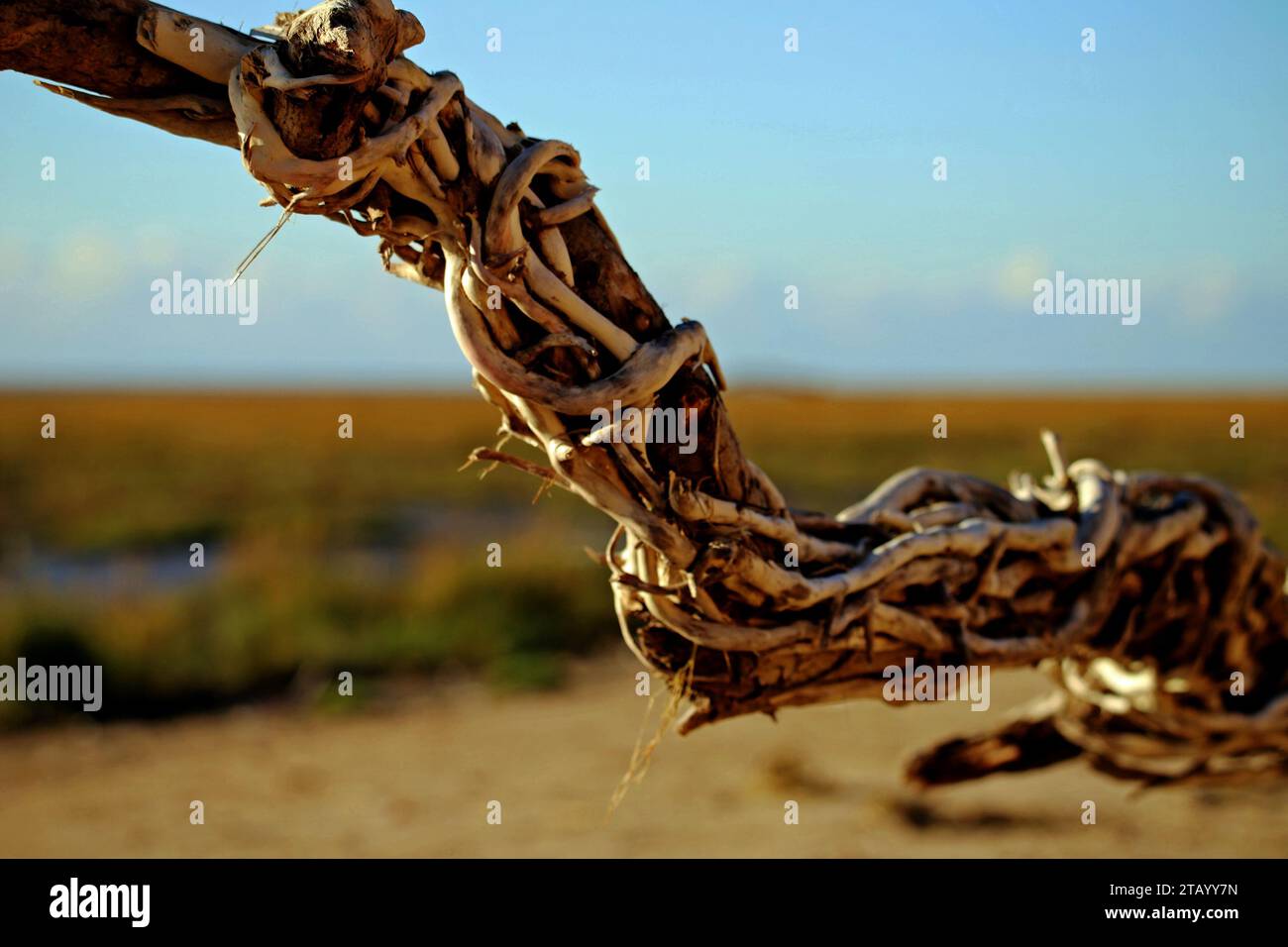 Knotted Drift Wood Stock Photo - Alamy