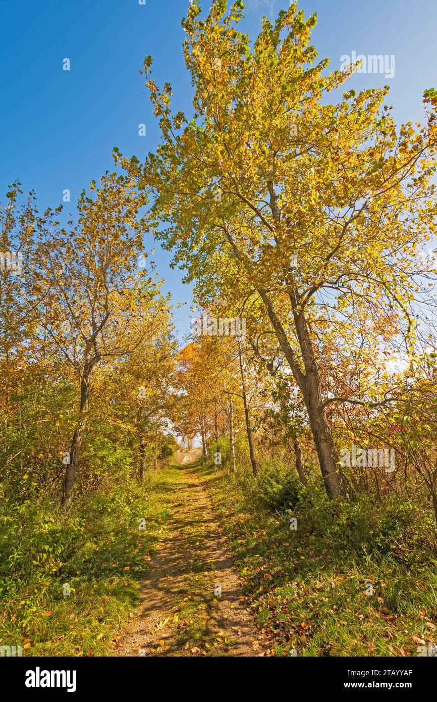Yellow Birch Leaves on Rural Trail in Taras Point State Park in ...