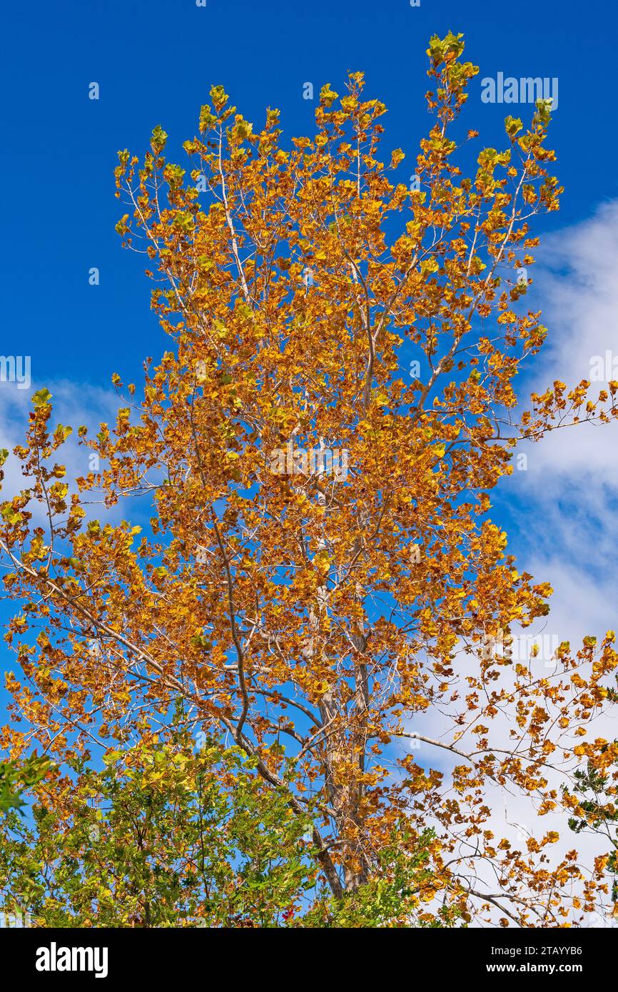 Orange LEeaves Against a Blue Sky in Taras Point State Park in Michigan ...