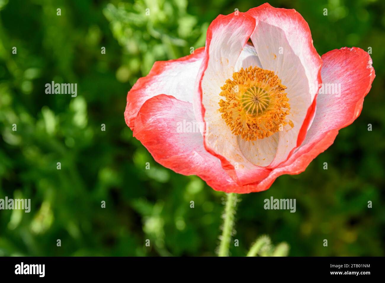 Common poppy, Papaver rhoeas Stock Photo - Alamy