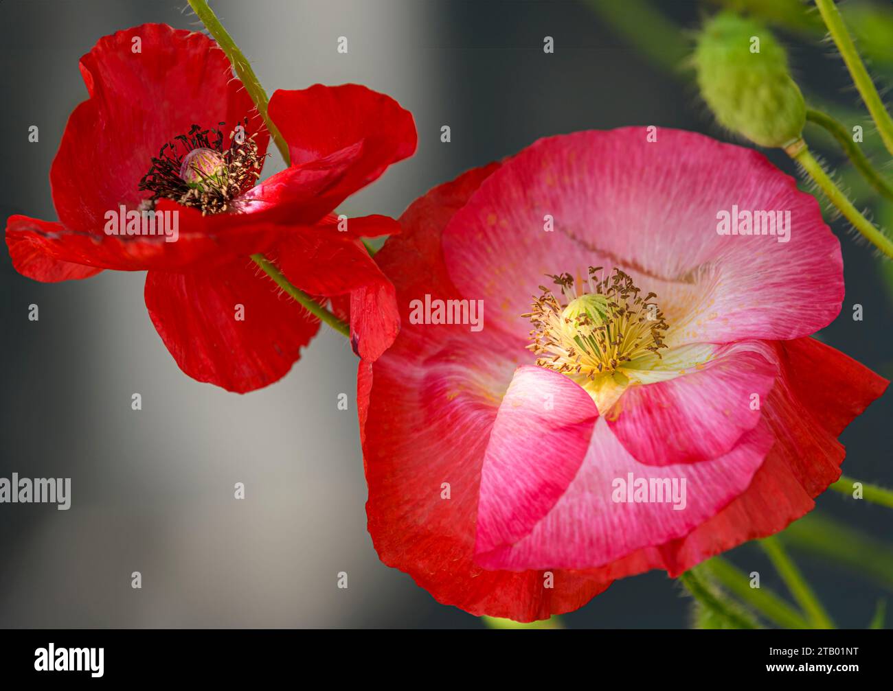 Common poppy, Papaver rhoeas Stock Photo - Alamy