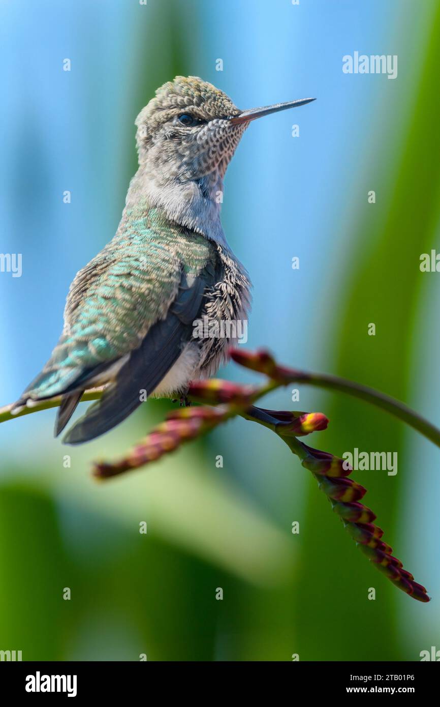 Anna's hummingbird, Calypte anna, Vancouver, British Columbia, Canada ...