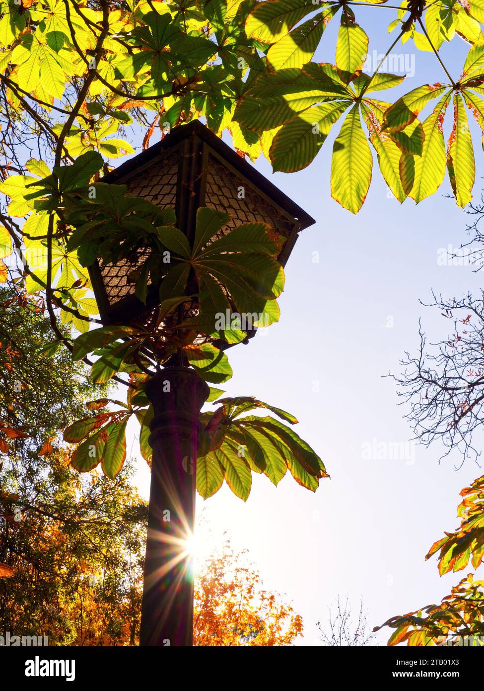 Sun beam behind lantern pole and tree leaves Stock Photo - Alamy