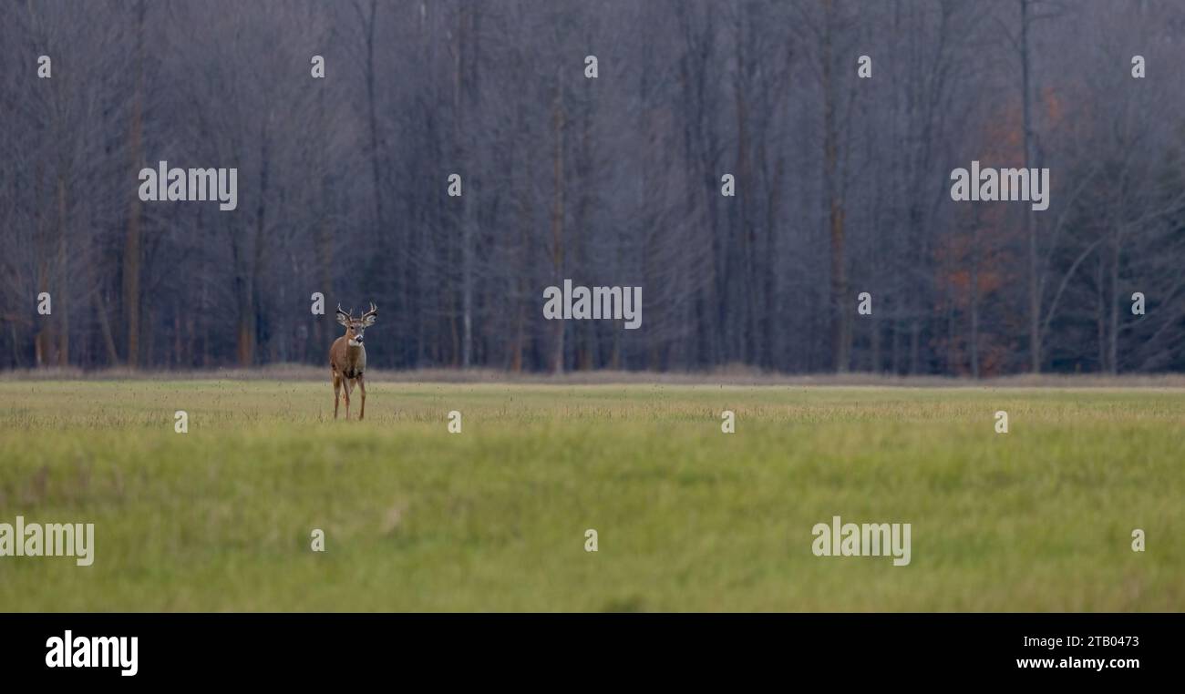 White-tailed buck during the rut in northern Wisconsin Stock Photo - Alamy