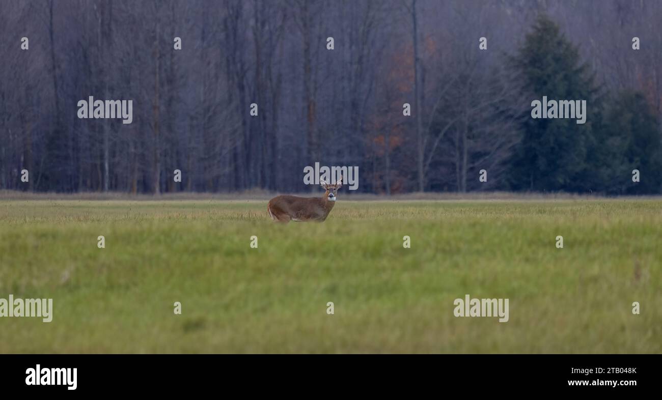 White-tailed buck during the rut in northern Wisconsin Stock Photo - Alamy