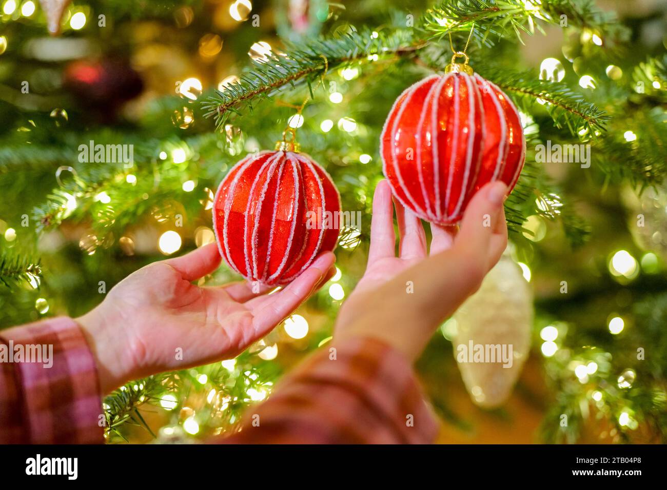 Christmas tree with red balls.hands put red balls on the branches of ...