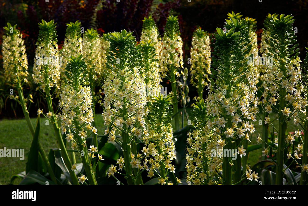 Closeup of the starry greenish-white flowers of the late flowering ...