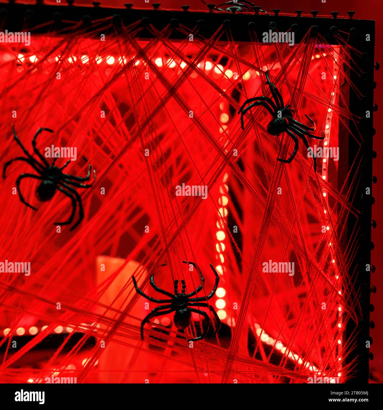 A spider crawls on a web in a room with a red glow. The spider is black ...