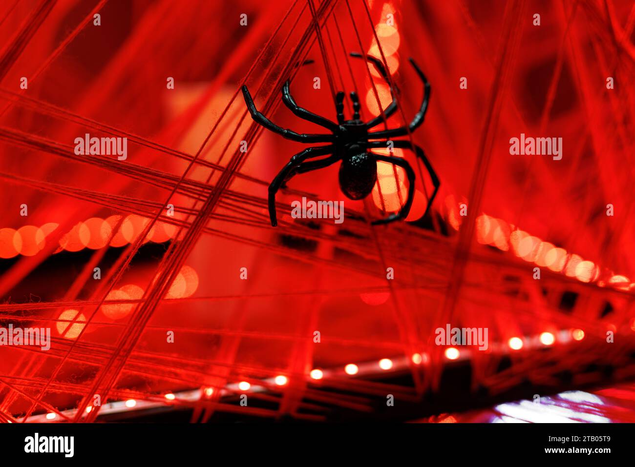 A spider crawls on a web in a room with a red glow. The spider is black ...