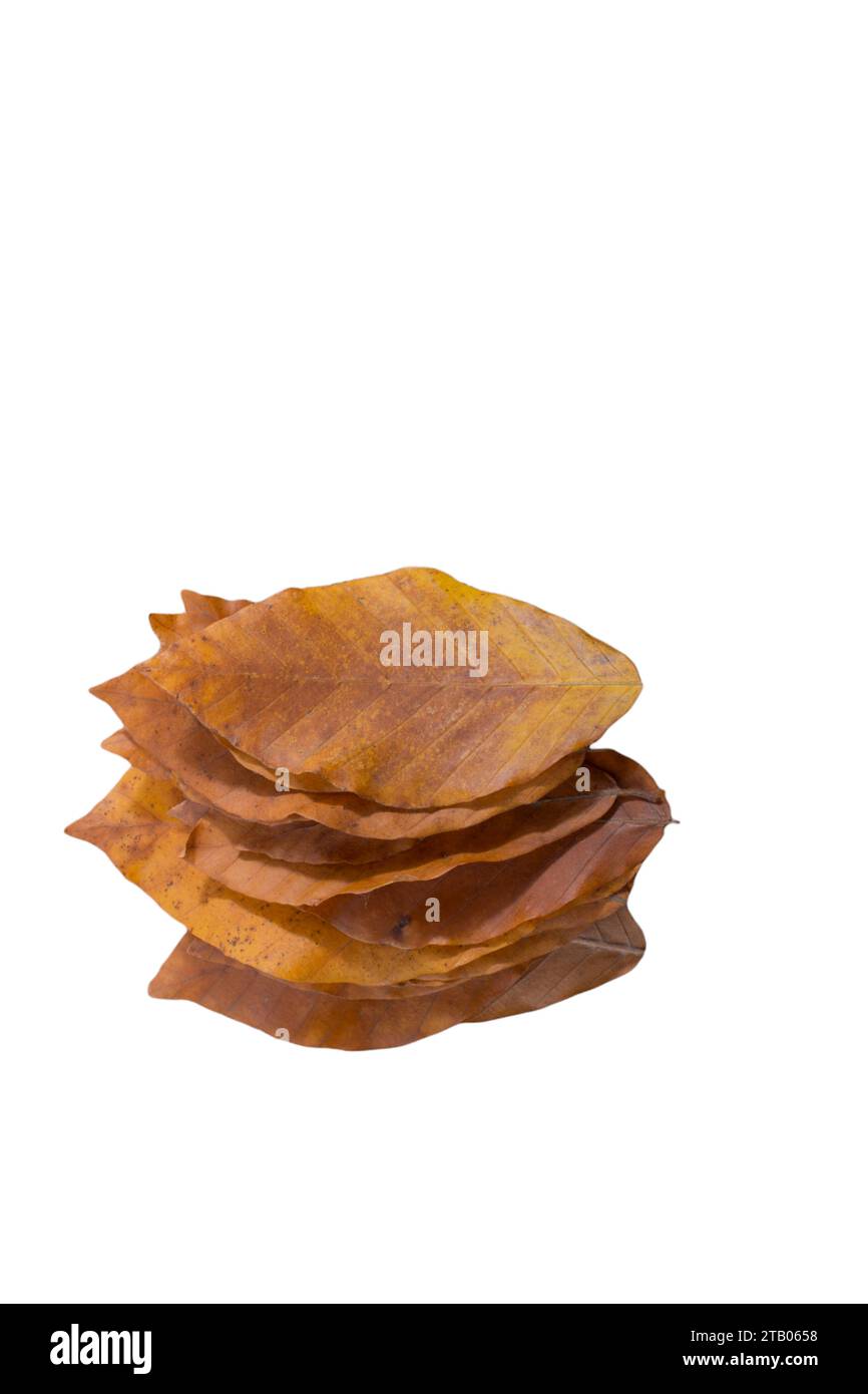 Piles of Dried leaves isolated on white background.. Beautiful dry ...