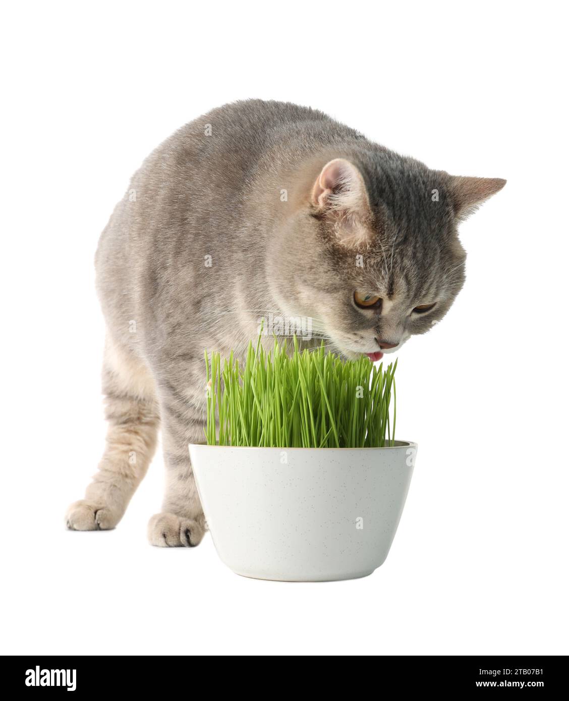 Cute cat near potted green grass isolated on white Stock Photo - Alamy
