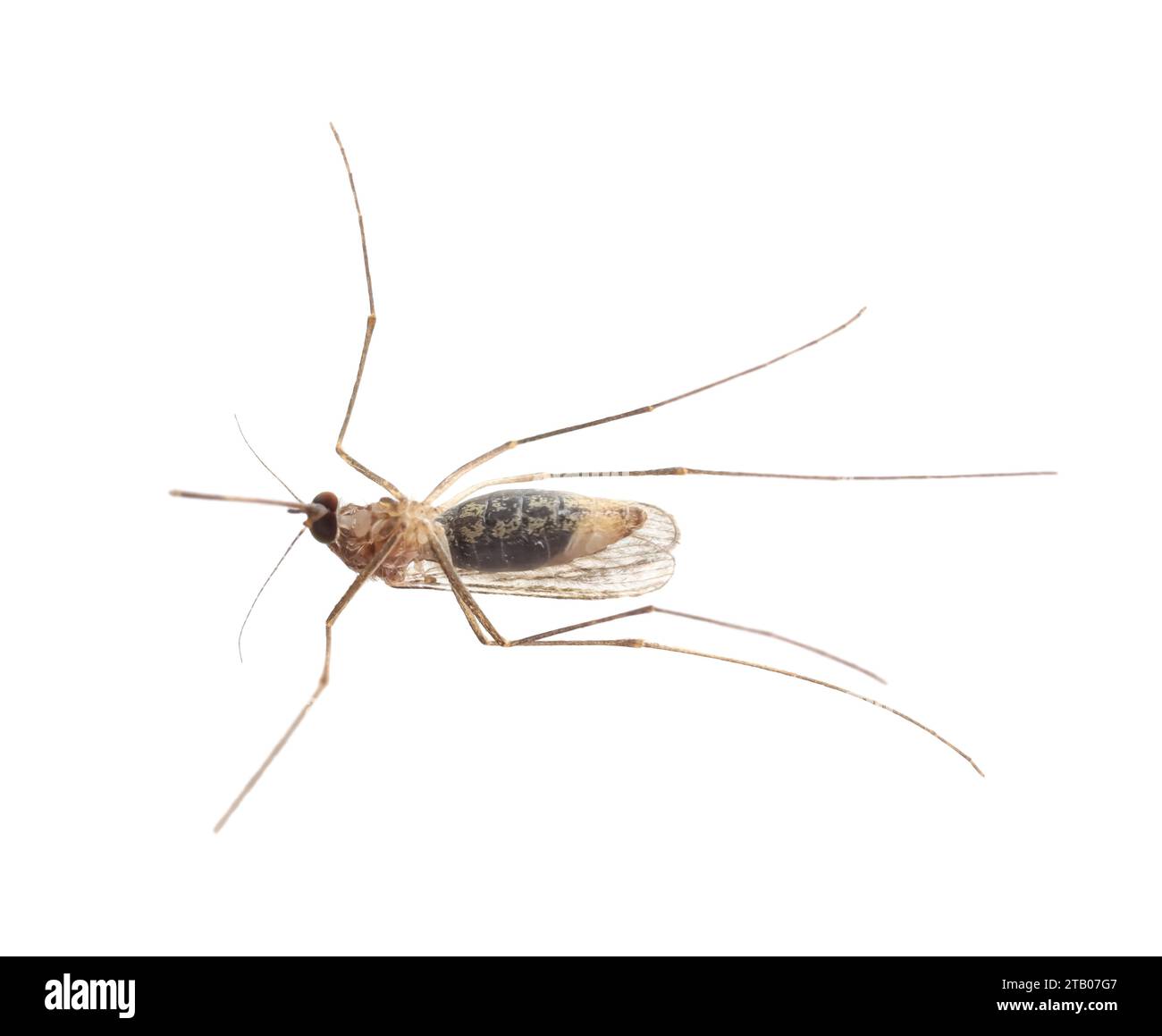 Macro photo of mosquito on white background Stock Photo - Alamy