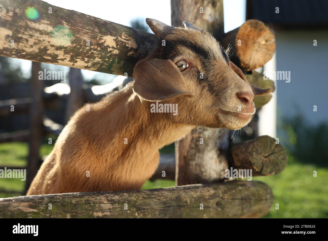 Cute goat inside of paddock at farm Stock Photo - Alamy