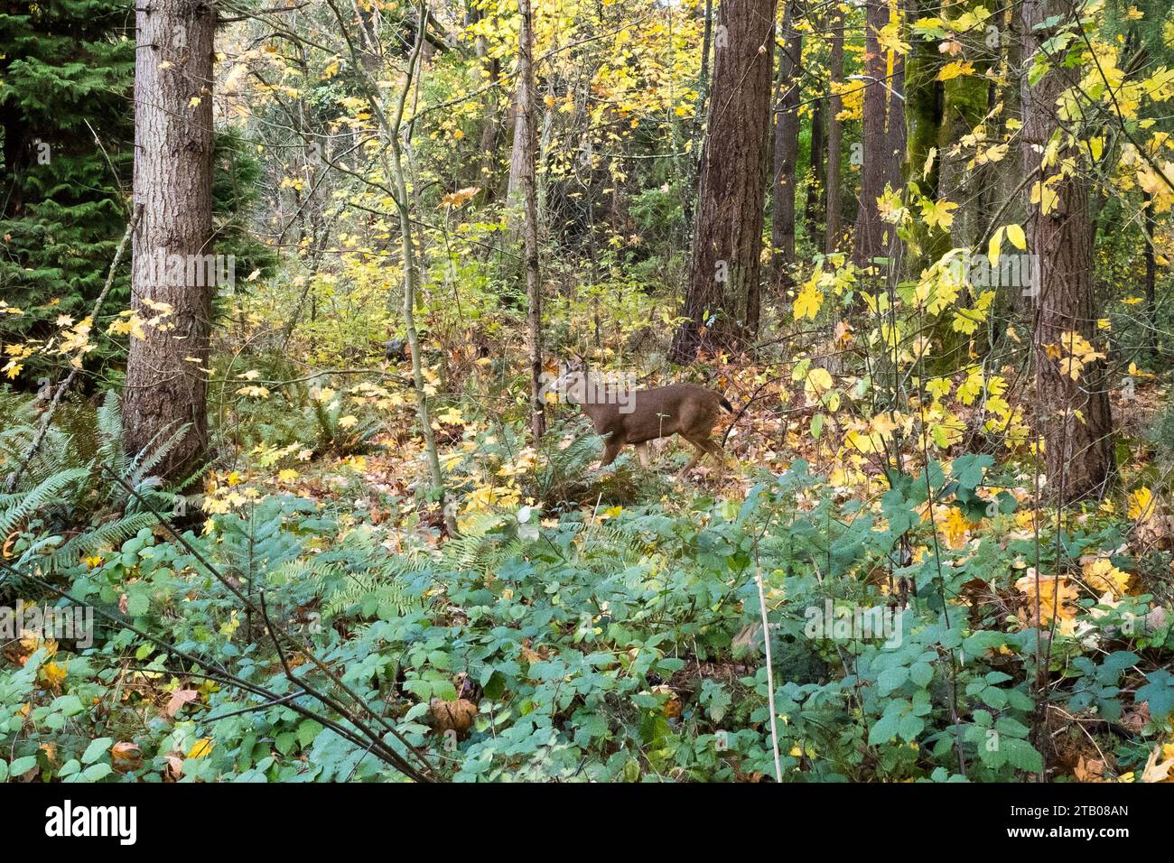 Wildlife in Discovery park in Seattle Stock Photo - Alamy