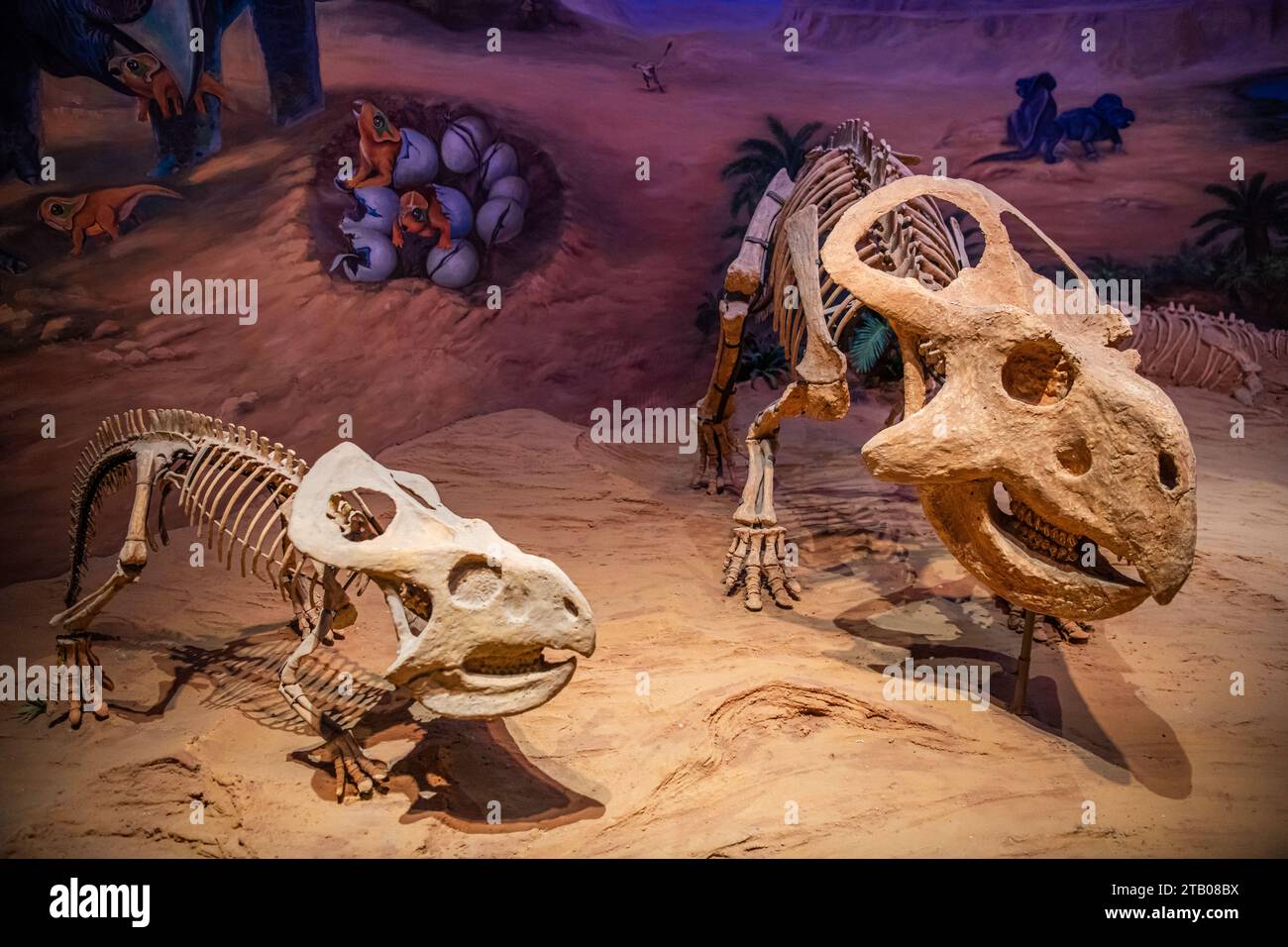 View of the Hohhot Museum of Natural History with dinosaur skeletons on ...