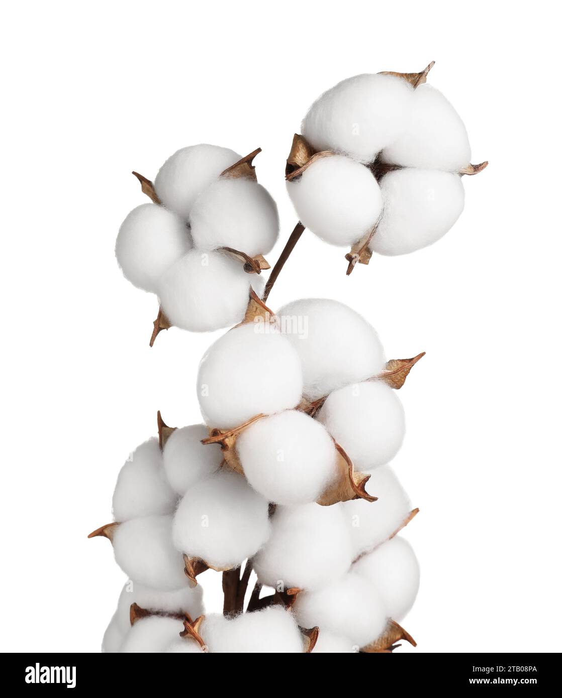 Beautiful dried cotton branch with fluffy flowers isolated on white ...