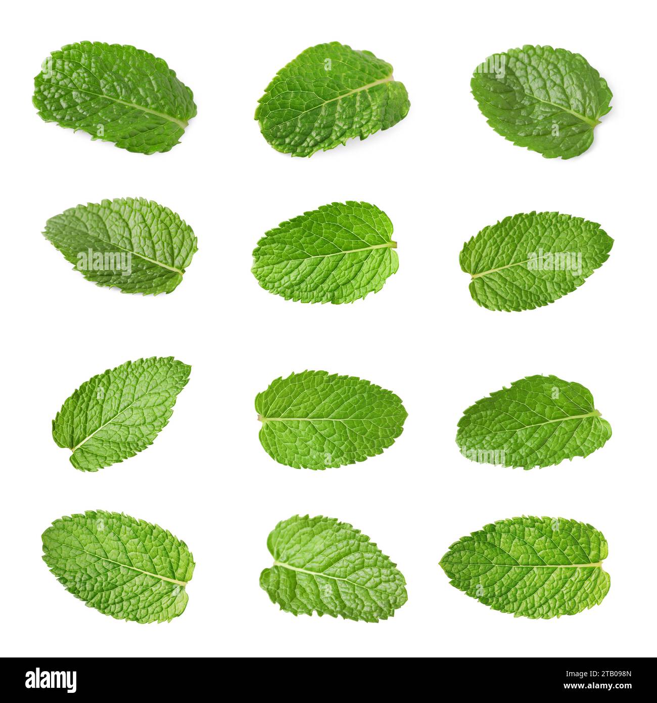 Fresh mint leaves isolated on white, set Stock Photo - Alamy