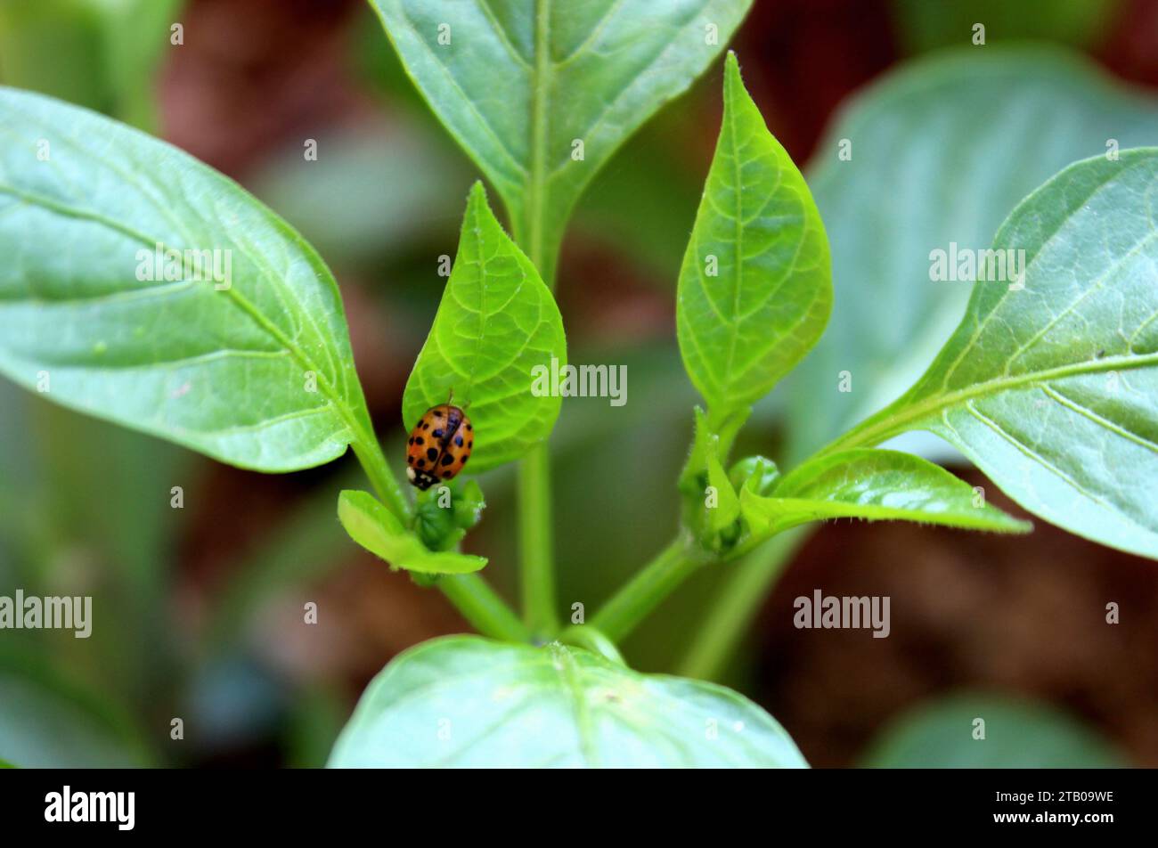 Red and black ladybug insect, Hippodamia variegata species, on the leaf ...