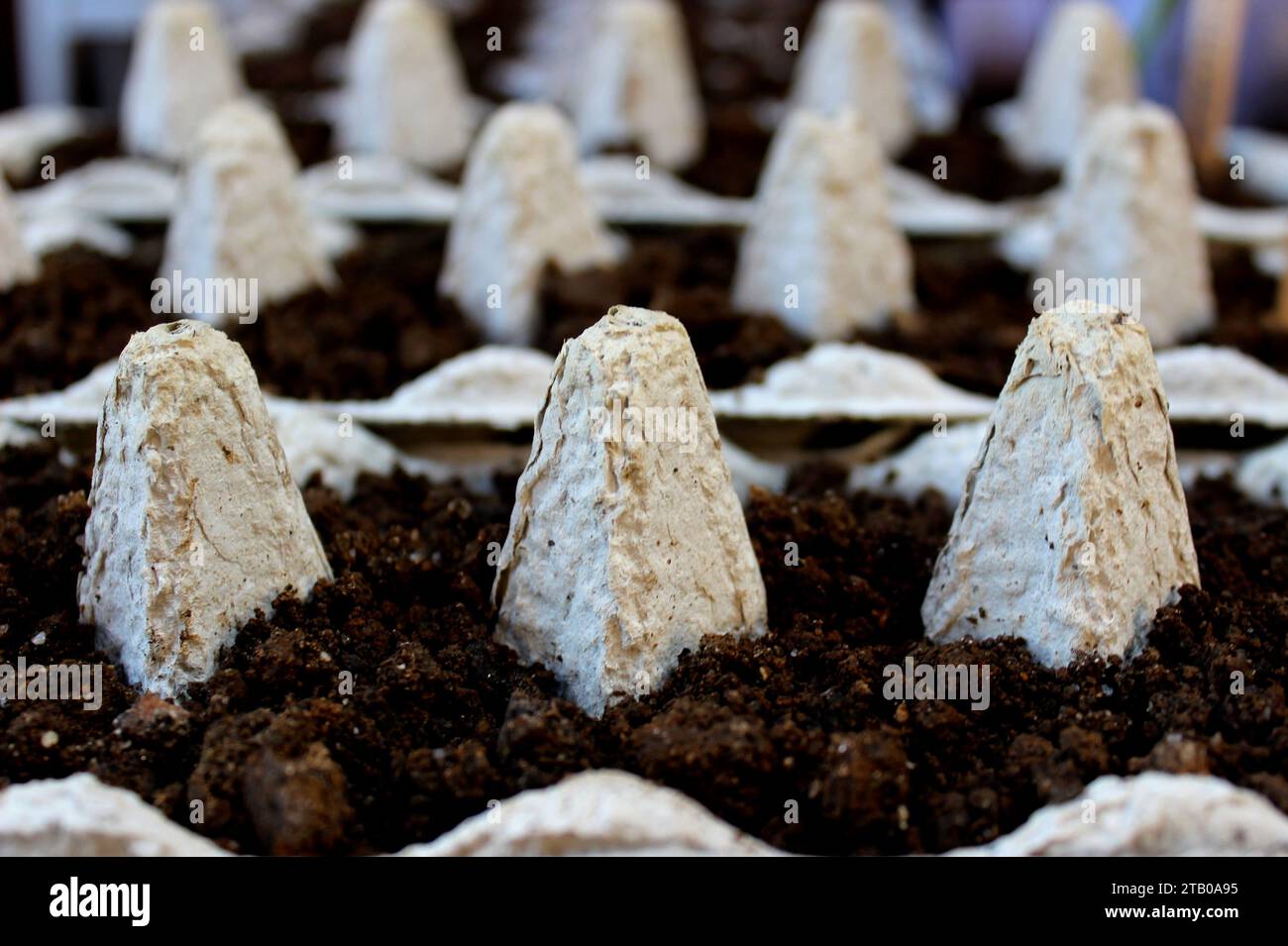Ecological and biodegradable sowing made from the reuse of egg cartons ...