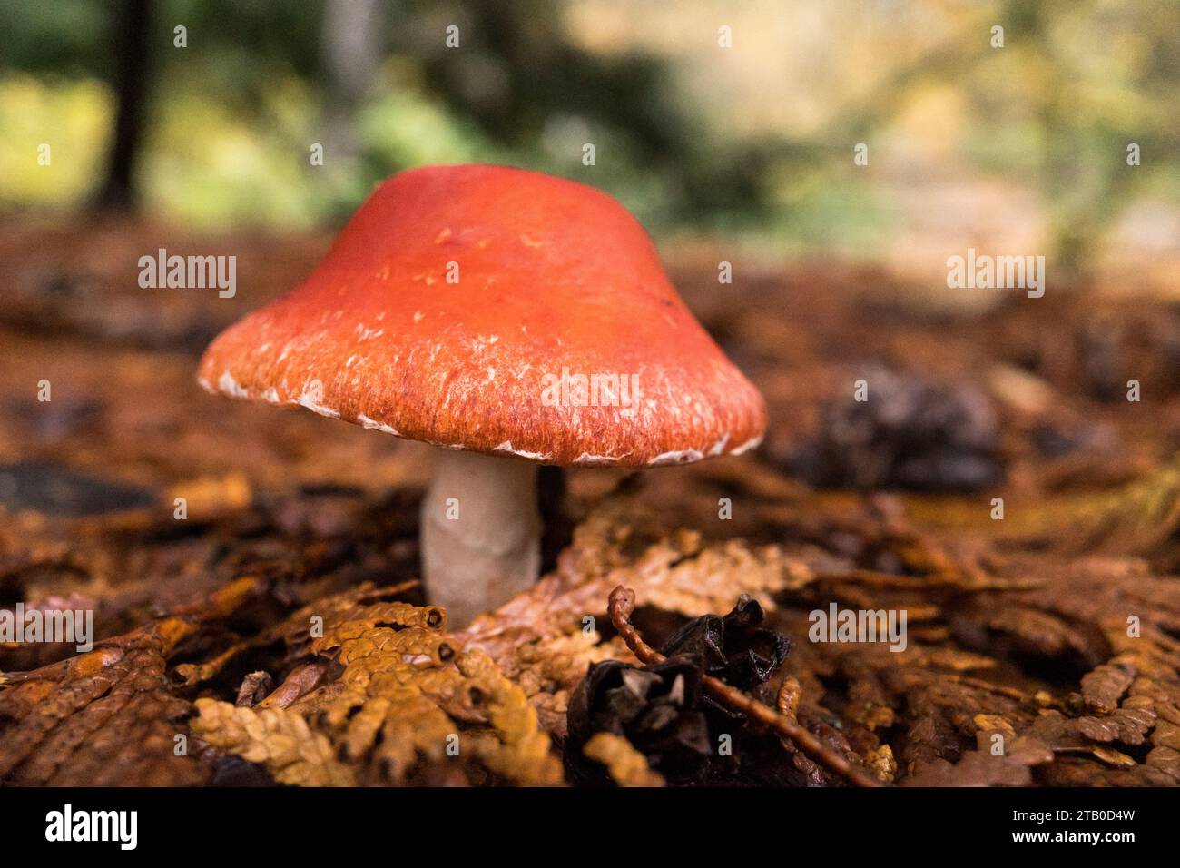 Seattle, USA. 10th Nov, 2023. Wild mushrooms of the PNW Stock Photo - Alamy