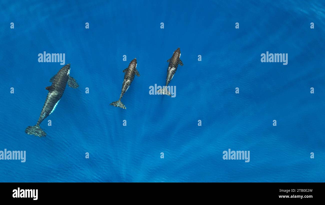 Aerial vision of orcas hi-res stock photography and images - Alamy