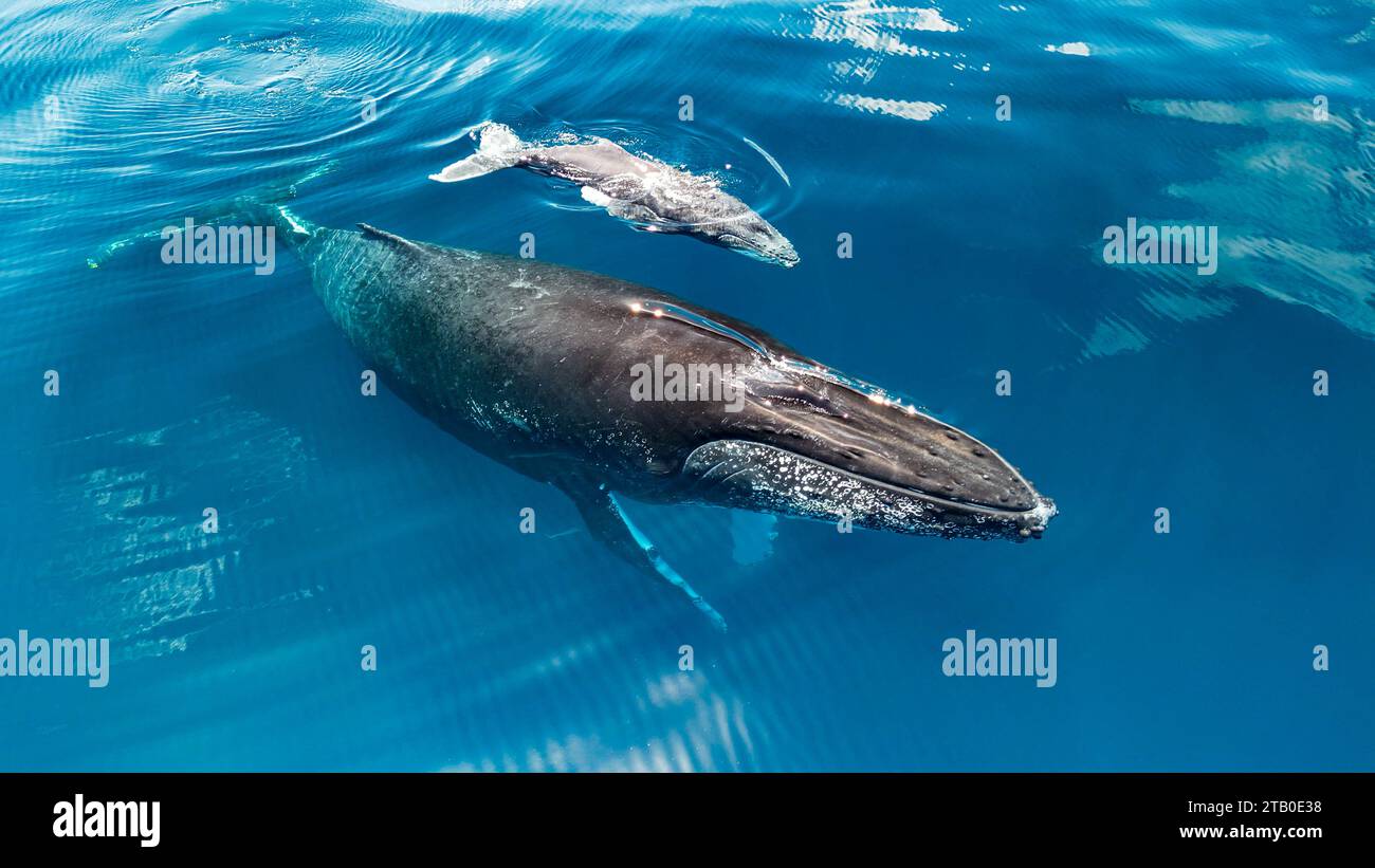 Whale vocalization hi-res stock photography and images - Alamy