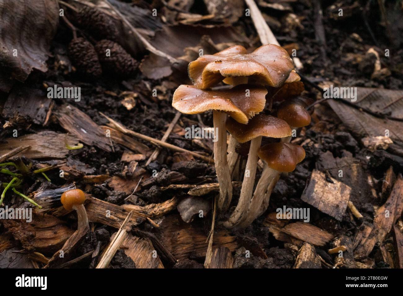 Psilocybe Cyanescens Magic Mushrooms growing in wood chips Stock Photo ...