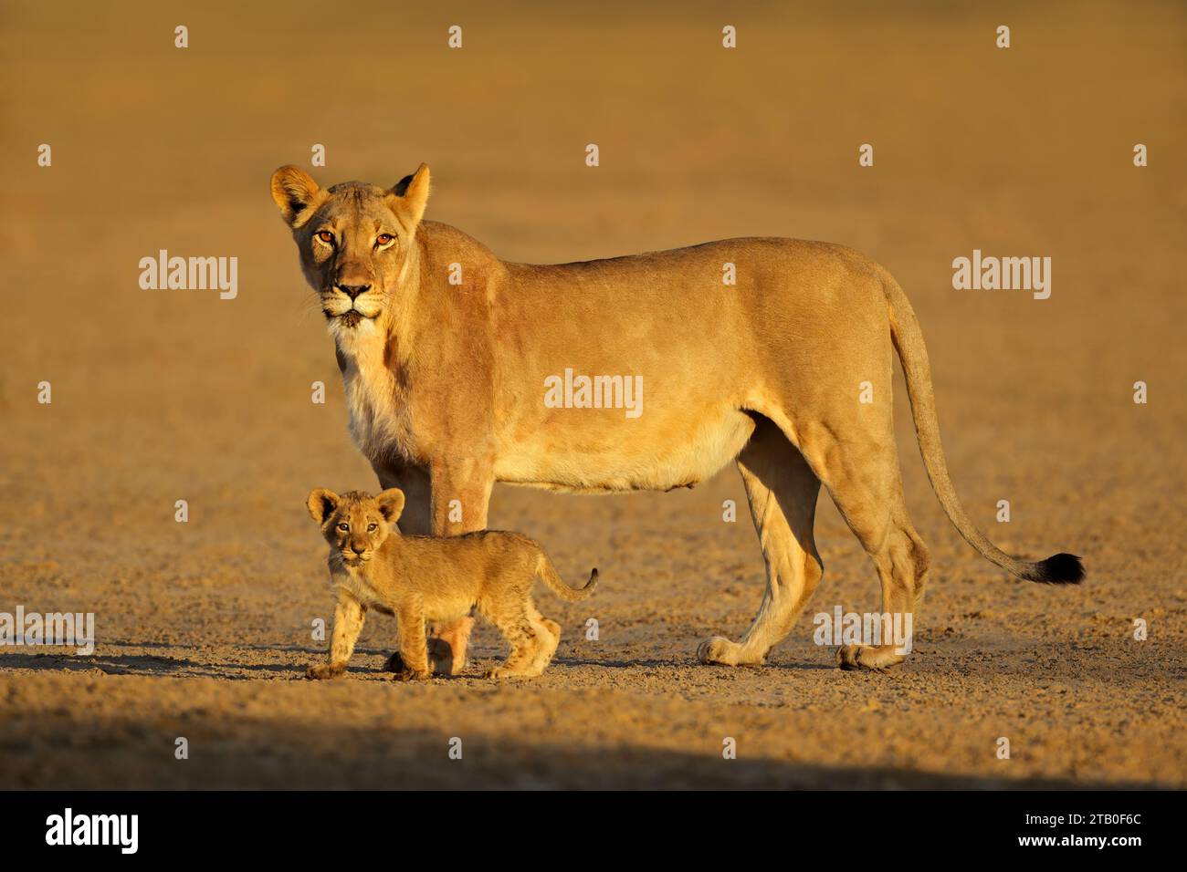 A lioness with small cub (Panthera leo) in early morning light ...