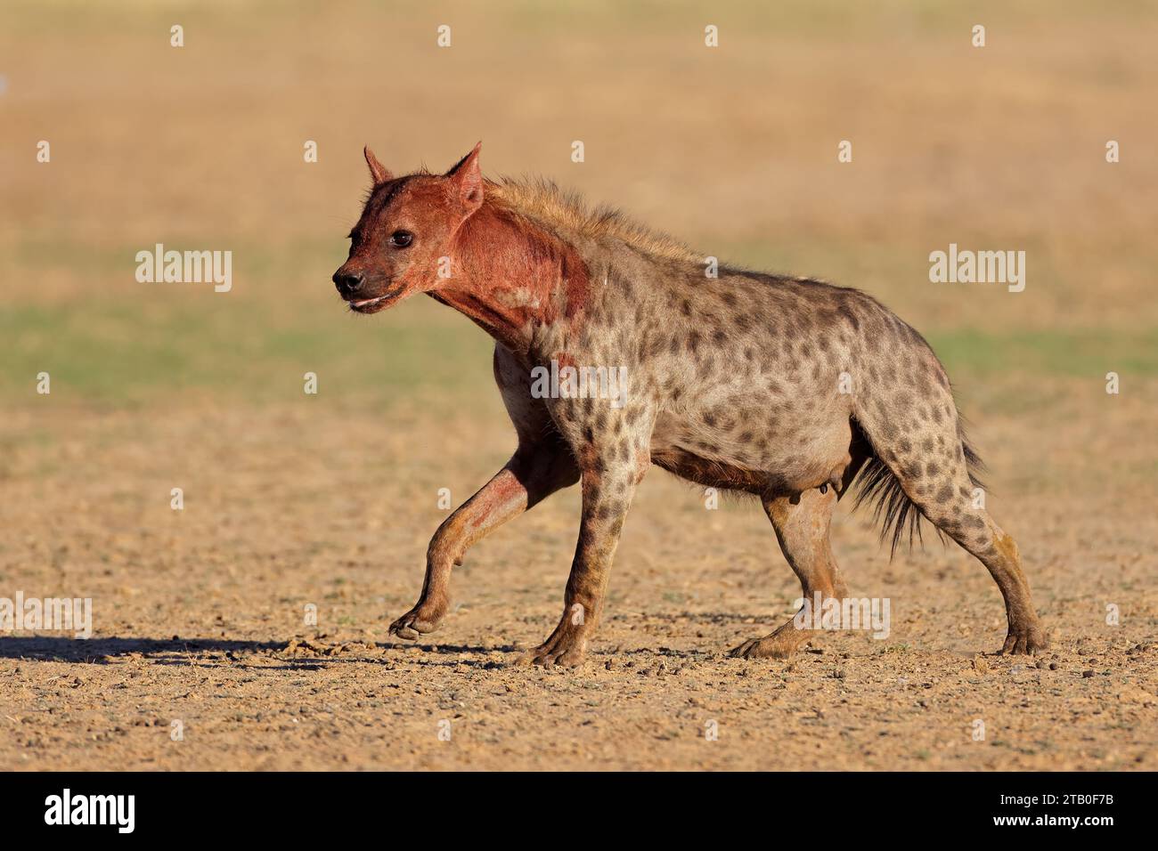 A blood covered spotted hyena (Crocuta crocuta) after feeding, Kalahari ...