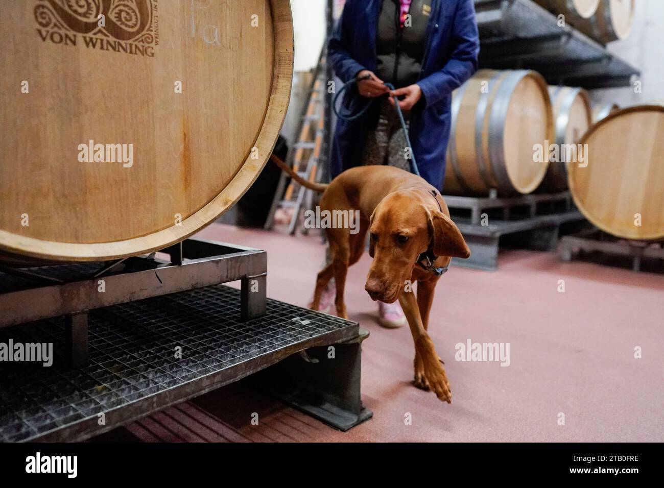 Deidesheim, Germany. 16th Nov, 2023. Kerstin Bauer walks through a wine ...