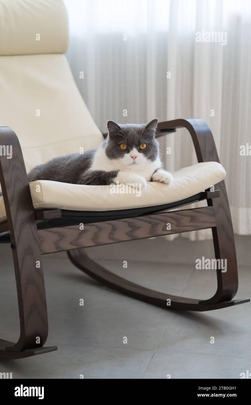 Cat sprawling hi-res stock photography and images - Alamy